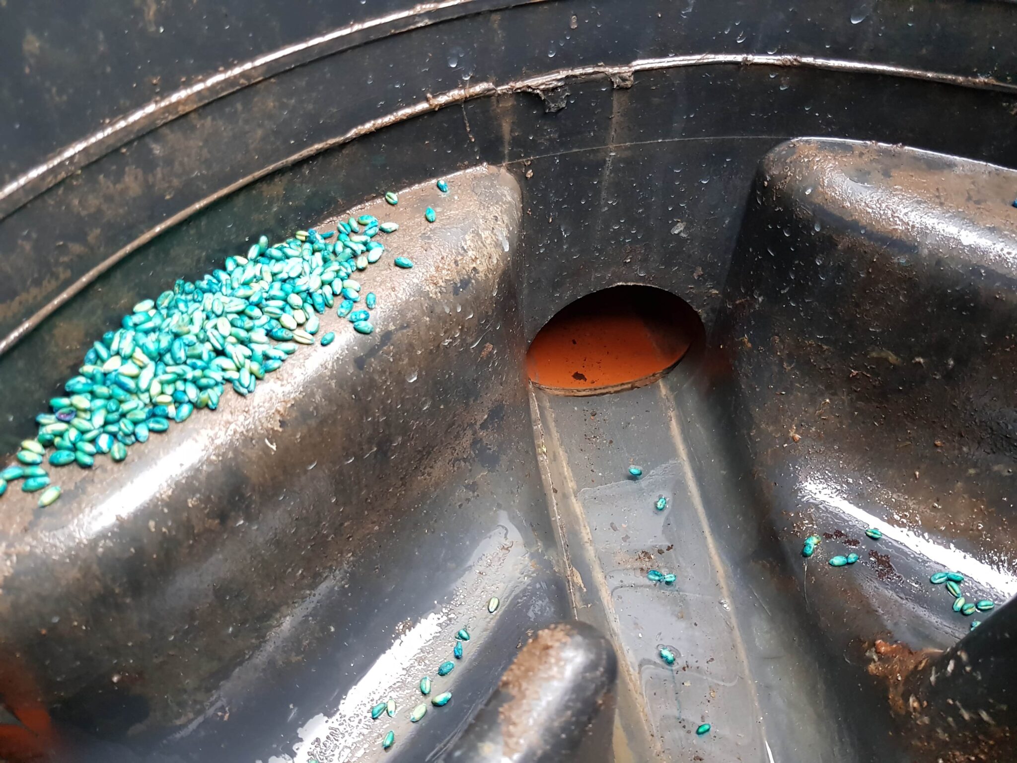 Rats Underfoot, Pest Control or Drainage Technician?